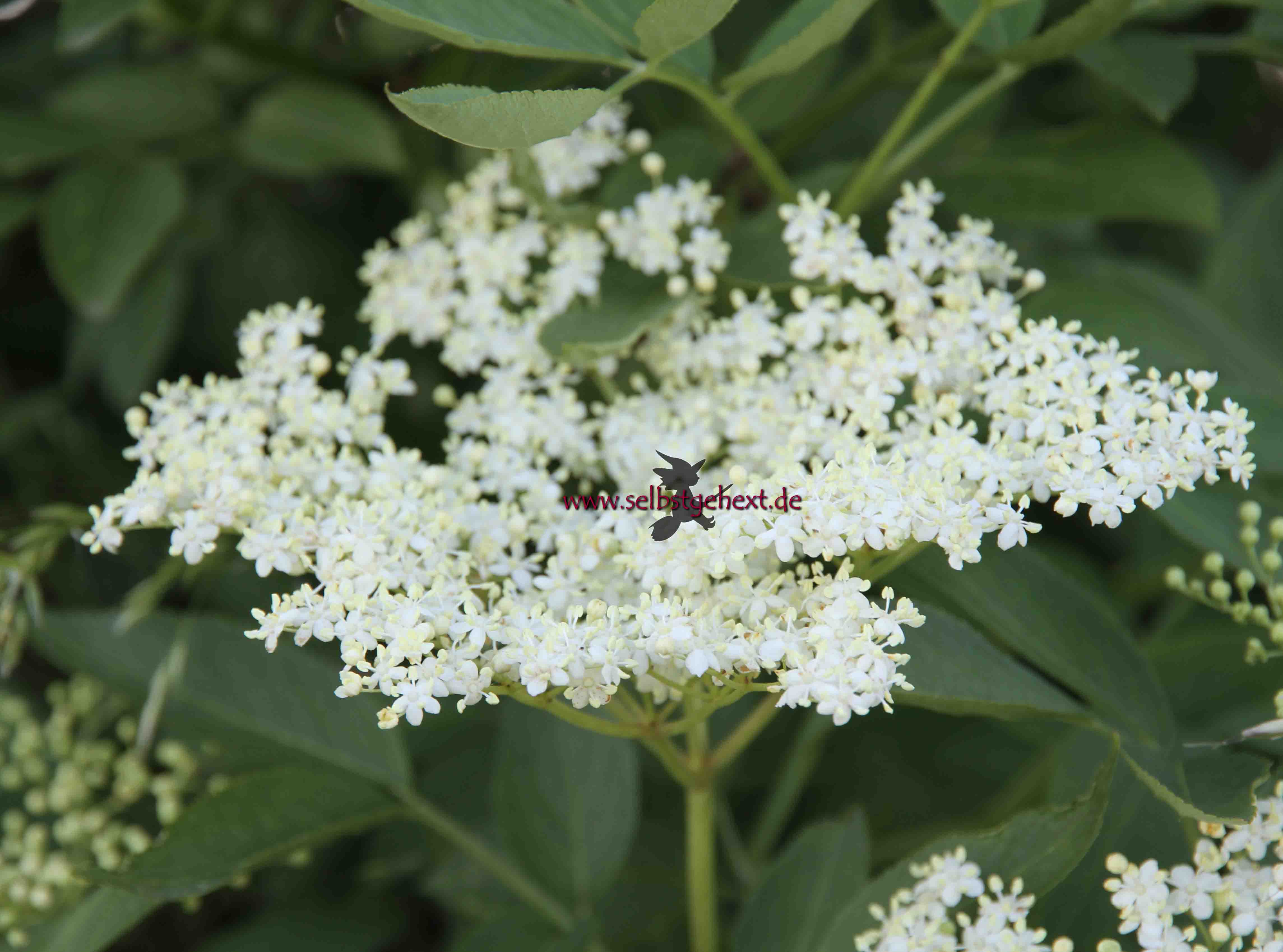 Der Holunder – Baum zwischen Legende und Magie | Einfach selbstgehext!